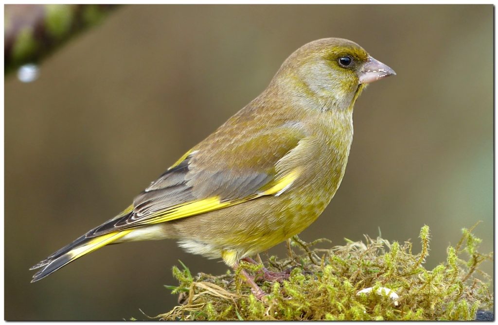 Le verdier d'europe | Situation géographique | L'alimentation du verdier